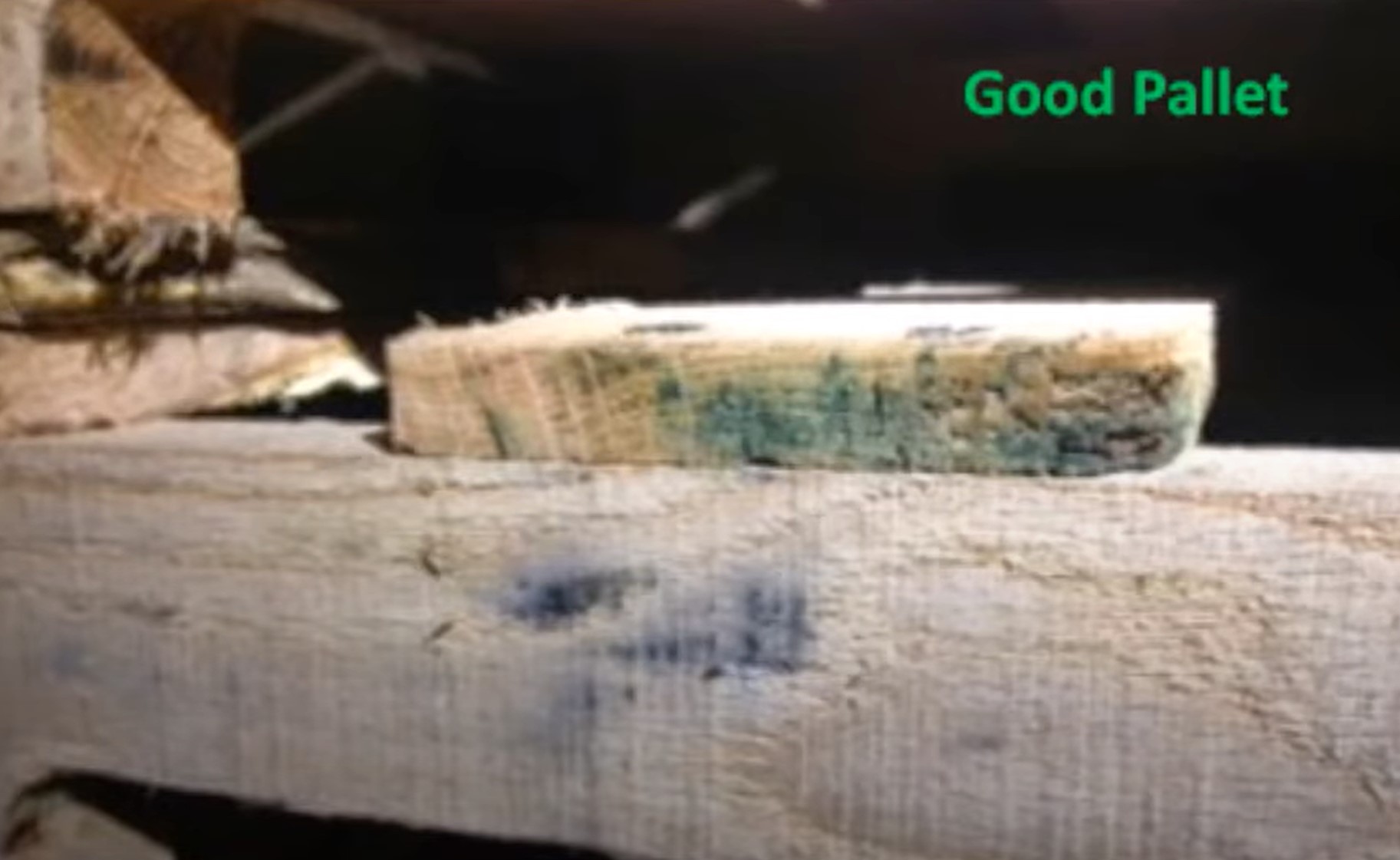 Is It Cheaper To Build or Buy a Shed? [What You Need To Know First ...